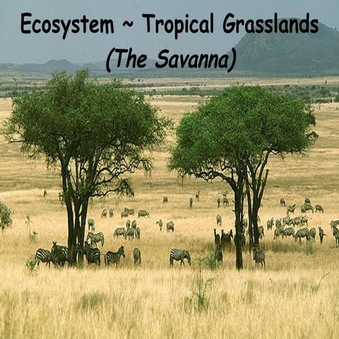Tropical Grasslands | PPT