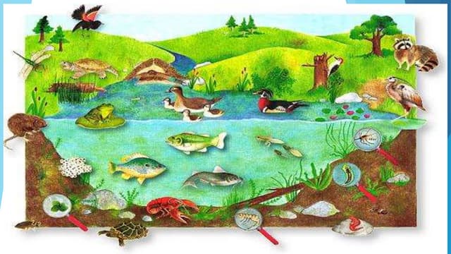 Arithmetic series | PPTX