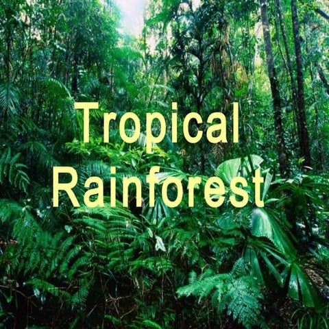 Tropical rainforest | PPT | Geography | Science