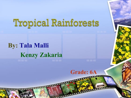 Tropical rainforest | PPT