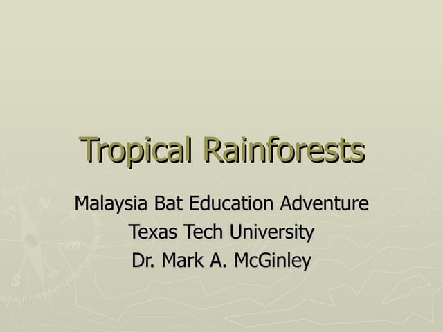 Rainforest Animals | PPT