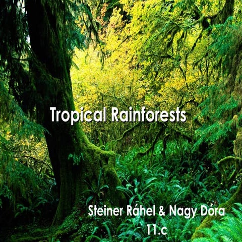 Tropical rainforests | PPT