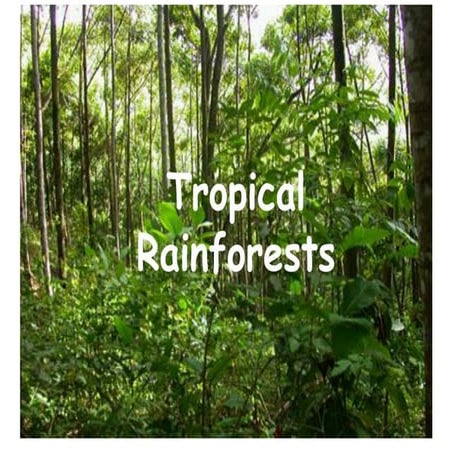 Tropical Rainforests | PDF