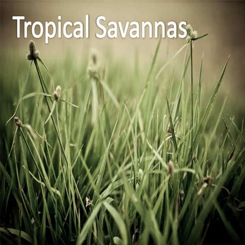 Tropical savannas | PPTX