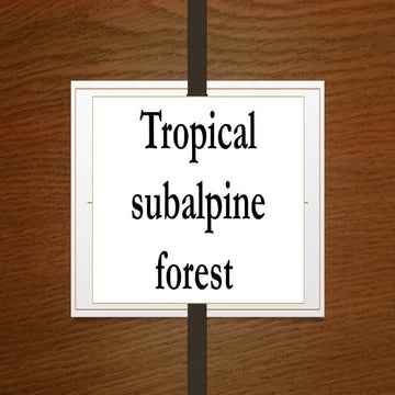 Animal species in the Rainforests Philippines biodiversity and ...