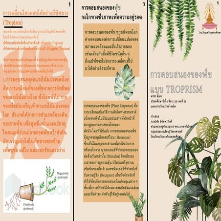 Infographic Tropism Takka 155_No.29