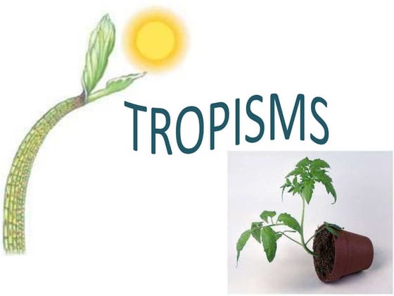 Life cycle of flowering plants | PPT