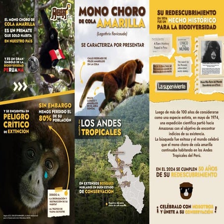 Achórate por el Mono Choro de Cola Amarilla | PDF
