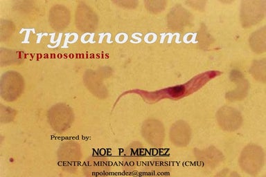 Trypanosoma Slide Labeled