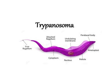 Trypanosoma Lewisi Labeled
