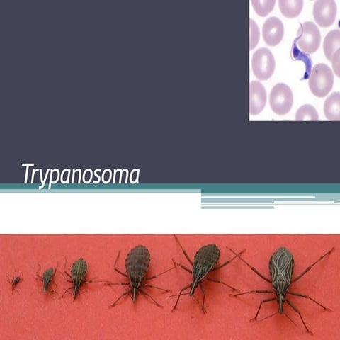 trypanosoma ......................../.pptx