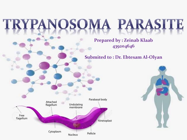 Trypanosoma | PPTX