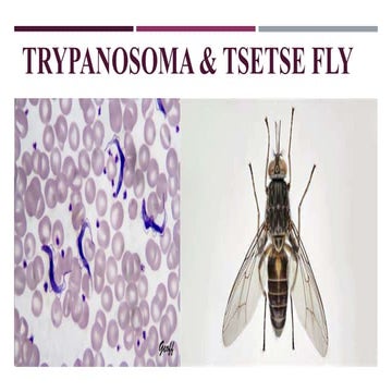 trypanosoma presentation.pptx