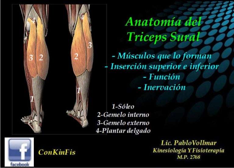 Anatomia del Triceps Sural