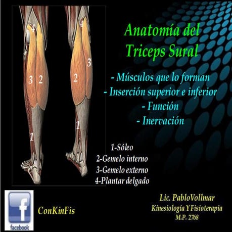 Anatomia del Triceps Sural | PDF