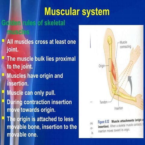 Frog's anatomy of muscular system: A guide for dissection | PPT