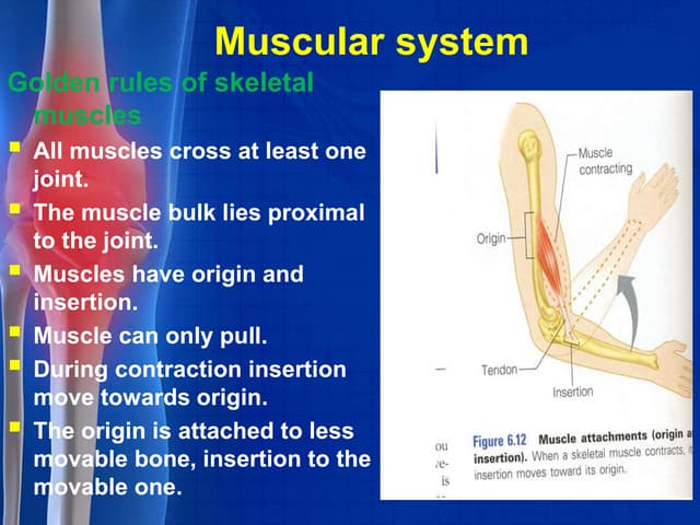 Muscles of respiration Dr. MADHUKIRAN, MD.PULMONOLOGY | PPTX