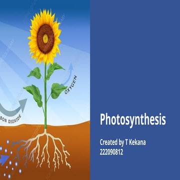 Photosynthesis (light and dark phase). pptx | PPTX