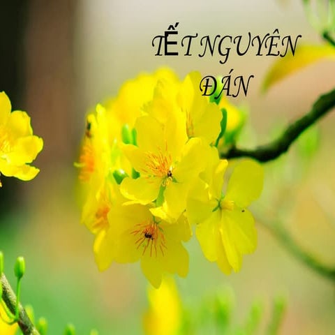 Vietnamese Tet Holiday | PPT