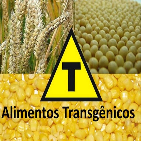 Alimentos transgénicos Andrea Ortega