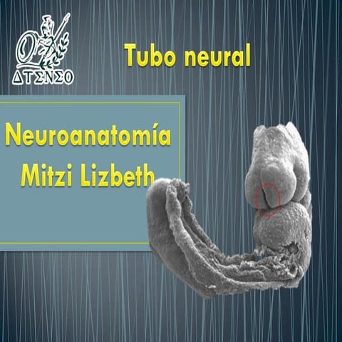 Tubo neural neuroembriología neuroanatomía | PDF