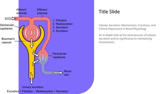 Tubular Secretion / Kidney Function/ kidney fisiology | PPTX