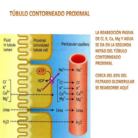 Tubulo cont p | PPTX
