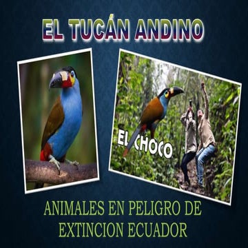 TUCAN ANDINO EN EL ECUADOR ALGUNAS CARACTERISTICAS | PPTX