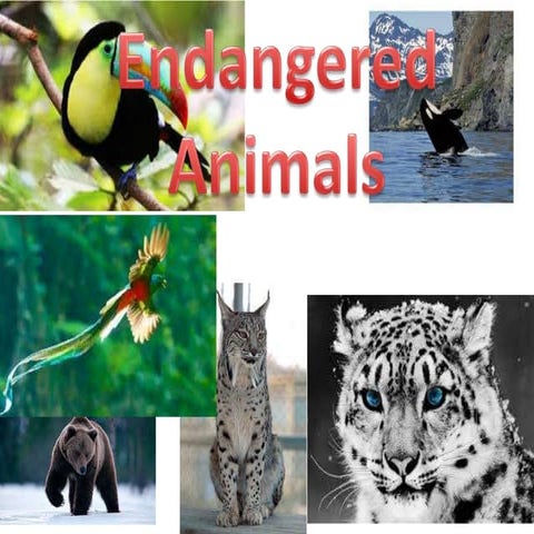 Endangered species-around-the-world | PPTX