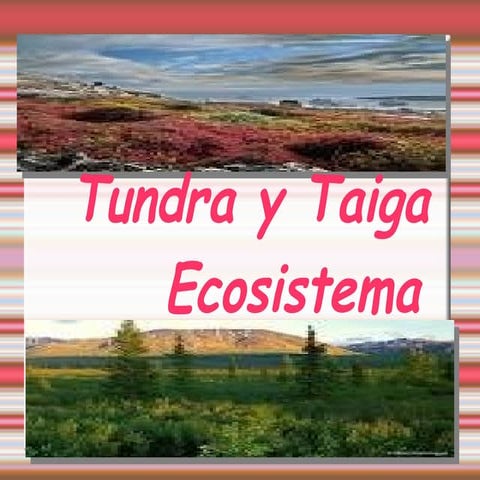 Tudra y taiga ecosistema | ODP