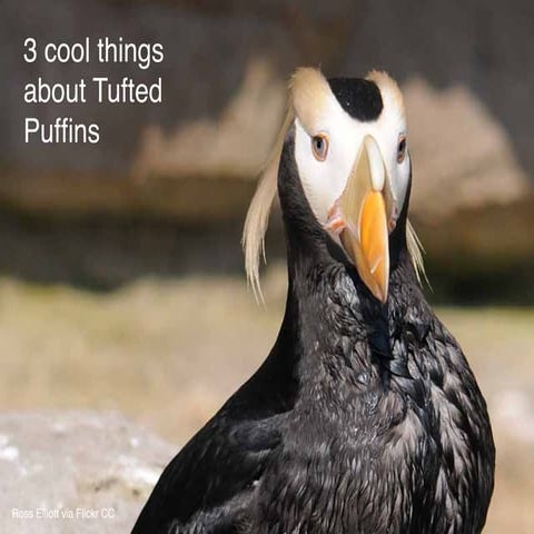 How 11 ordinary citizens helped save Tufted Puffins in Washington State ...