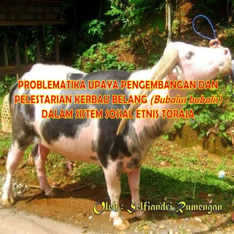 Tugas konservasi kerbau belang | PPTX