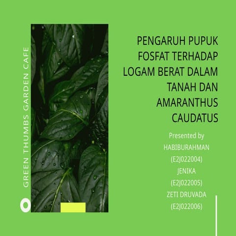 TUGAS PAK ZAINAL - PENGARUH PUPUK FOSFAT TERHADAP LOGAM BERAT DALAM TANAH DAN AMARANTHUS ...