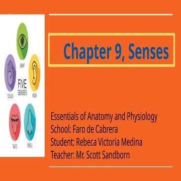 The five sences of the human body descripted | PPTX