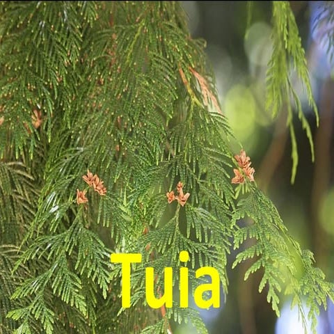 Tuia | PPT