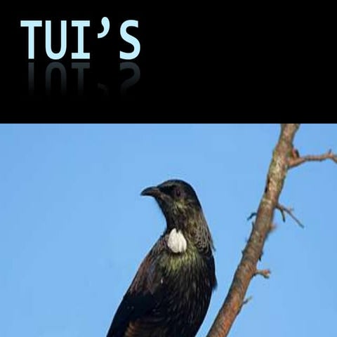 Tui’s | PPTX