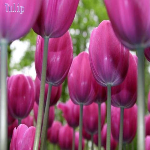 Tulip | PPS