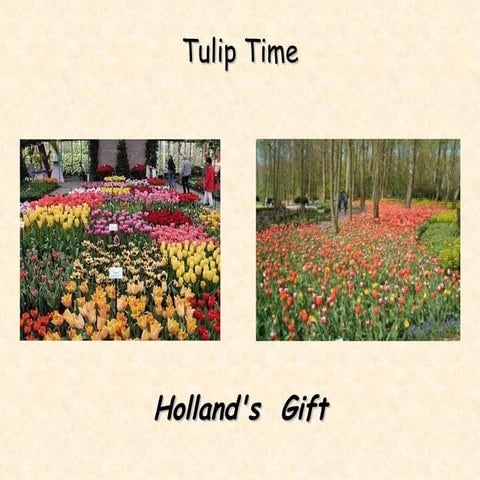 Tulip Festival | PPS