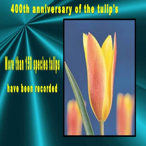 SPECIES TULIPS Tulipán fajták | PPS