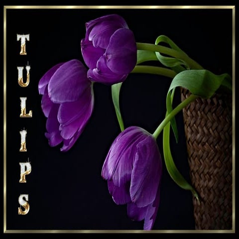 Tulips | PPS