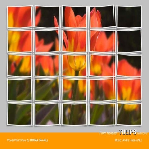 Tulips | PPS