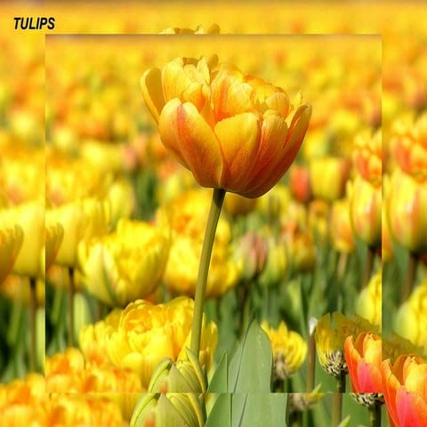 Tulips | PPS