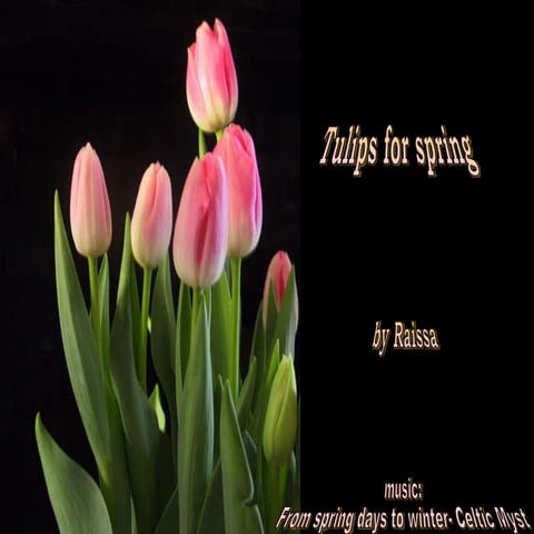 Tulips For Spring | PPS | Music | Entertainment