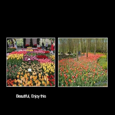 Tulips Of Holland | PPS