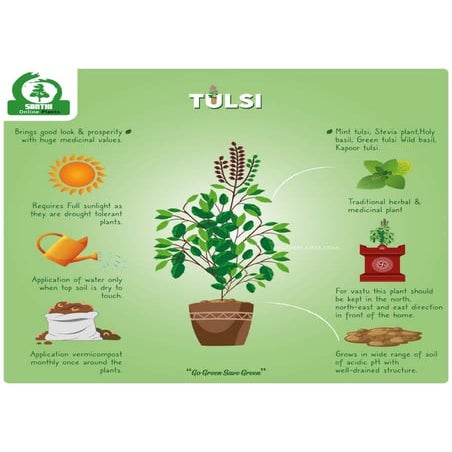 Tulsi Plant | PDF