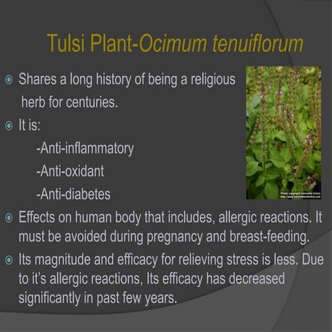 Tulsi plant | PPTX