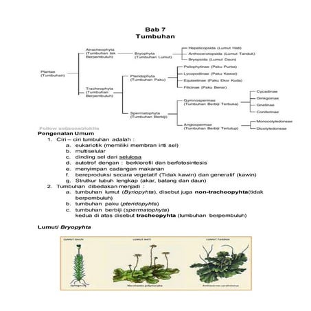 KINGDOM PLANTAE | PDF