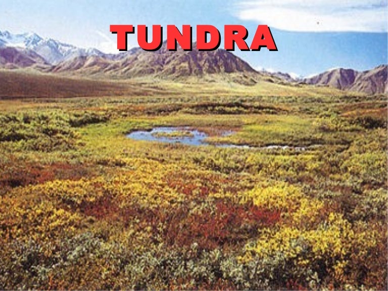 Tundra