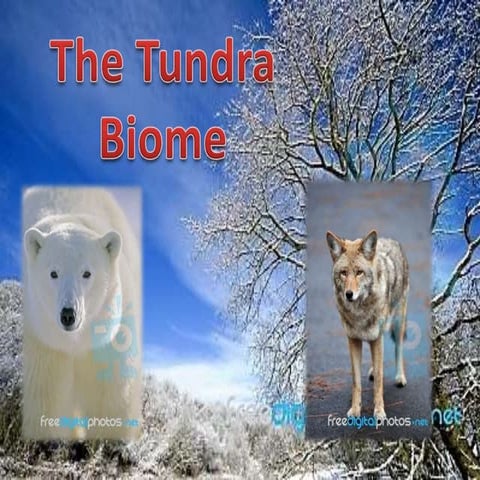Tundra biome | PPT