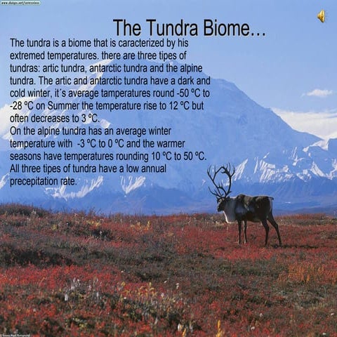 Tundra biome | PPT